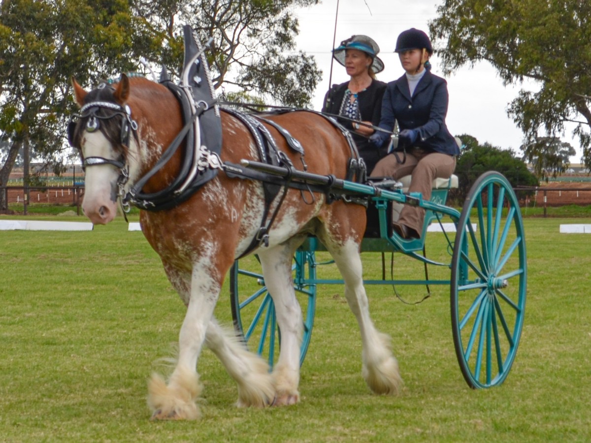 Another Photo Gallery - Commonwealth Clydesdale Horse Society ...